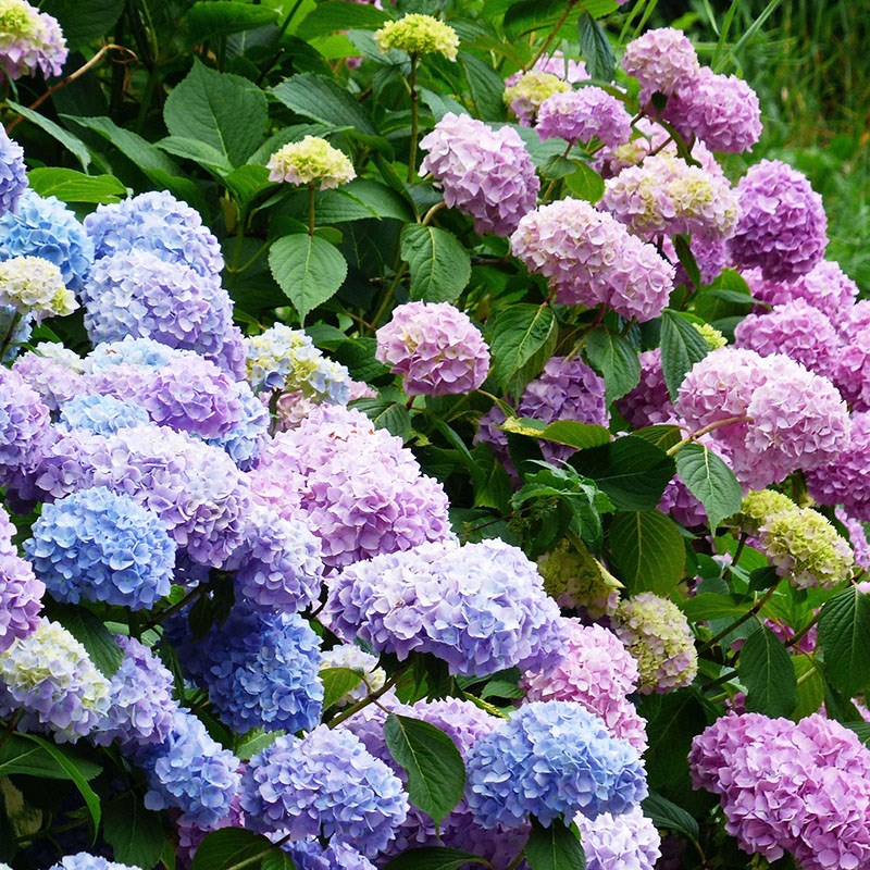八仙花作文 八仙花花语 大山谷图库